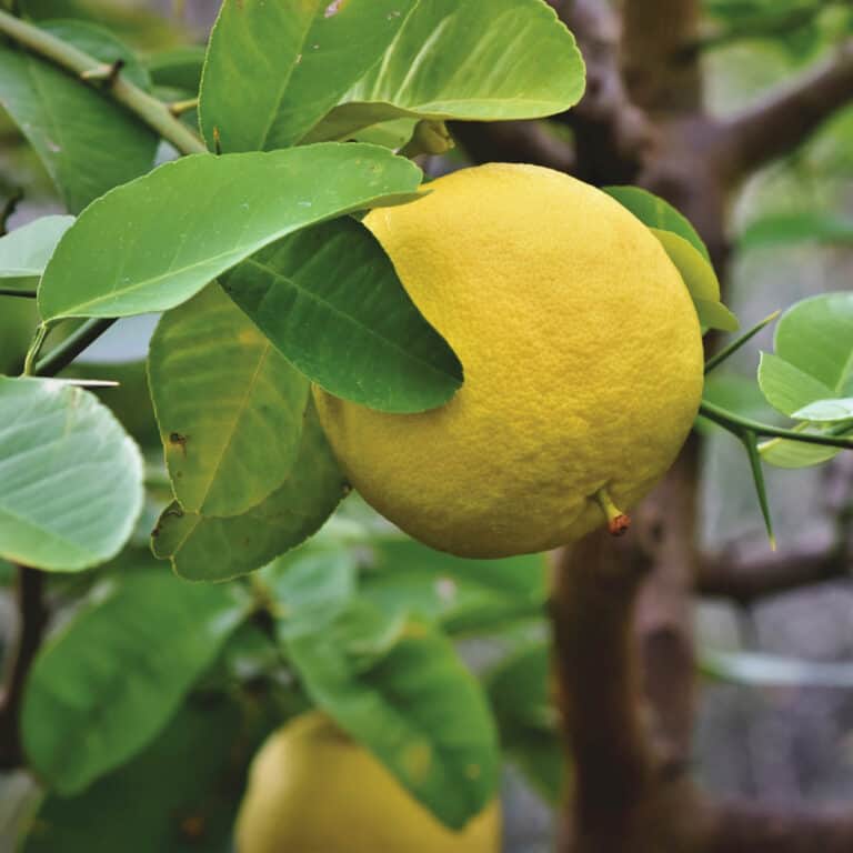 Grapefruit Tree (Growing, Caring For, Grapefruit Uses)
