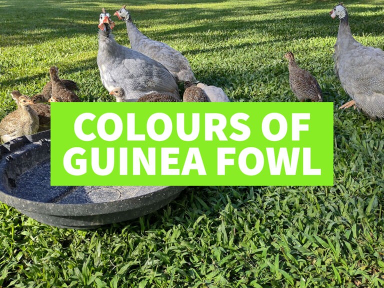 Colours of Guinea Fowl